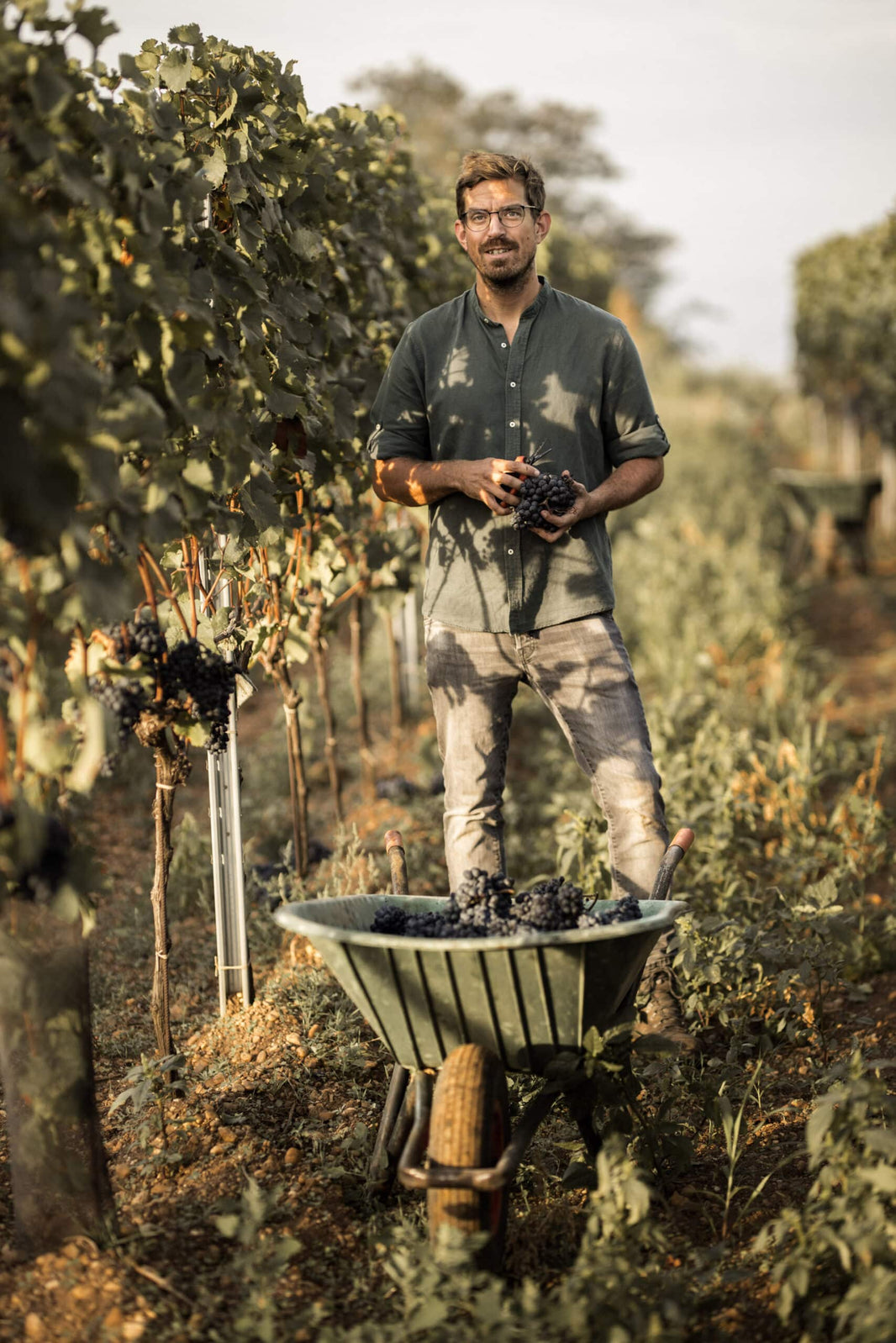 Reorder Your Favorites – Dry Farm Wines